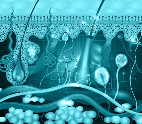 Skin: A Window to the Central Nervous System